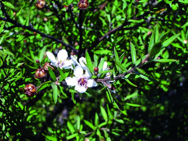 Great firewood trees (and what you might want to avoid)