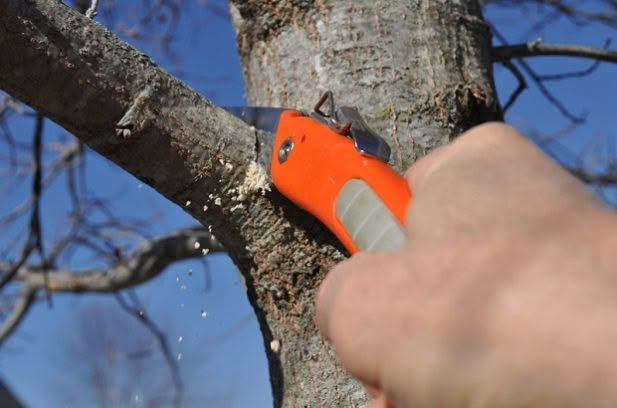 12 tips for good tree pruning