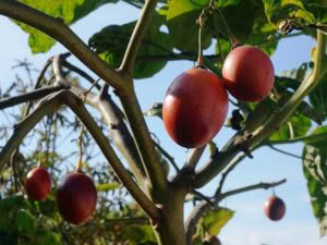 Tips for getting 20kg of tamarillos per tree