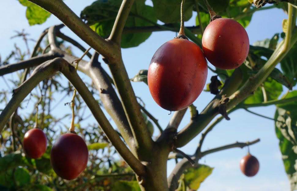 Tips for getting 20kg of tamarillos per tree