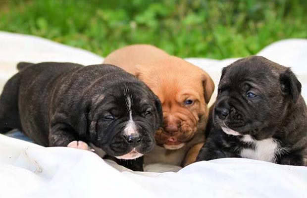 Paws for thought on poetry day