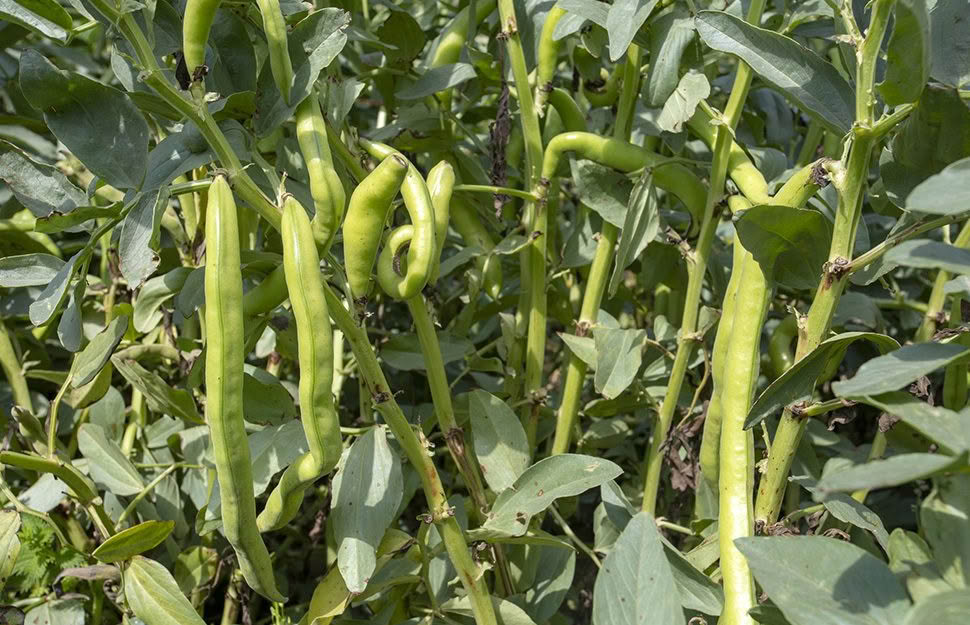 Which bean varieties to plant for summer