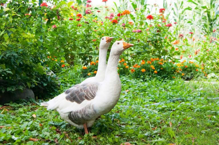 A beginner's guide to geese
