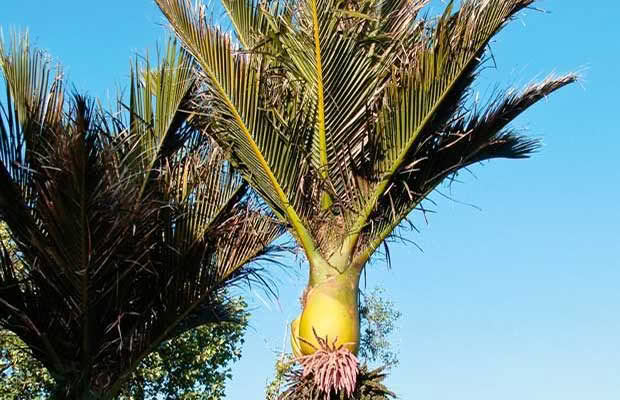 How to tell the age of a nikau