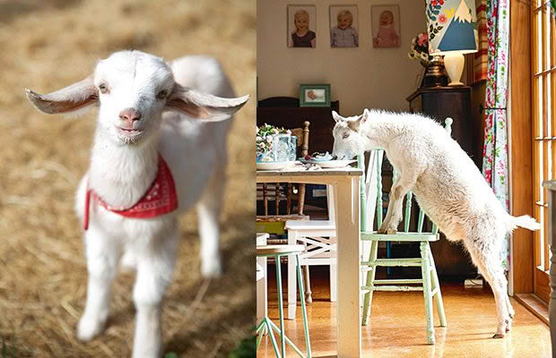 The mischievous goats behind The Drunken Nanny's award-winning cheese