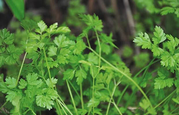 How to grow chervil in New Zealand