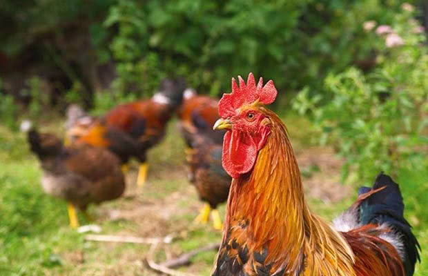 The hierarchy of the chicken coop and how to stay in charge of the ...