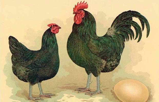 A guide to pedigree, purebred, heritage and hybrid chicken breeds