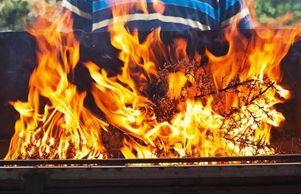 Which plant species in NZ are most (and least) flammable?