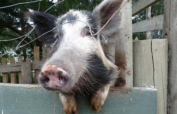 How the rare Arapawa Island pig could help biomedical science