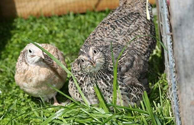A beginner's guide to Japanese Quails