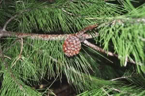 8 nut trees that are good to grow in New Zealand