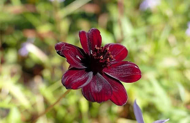 The 6 plants every chocoholic needs in their garden