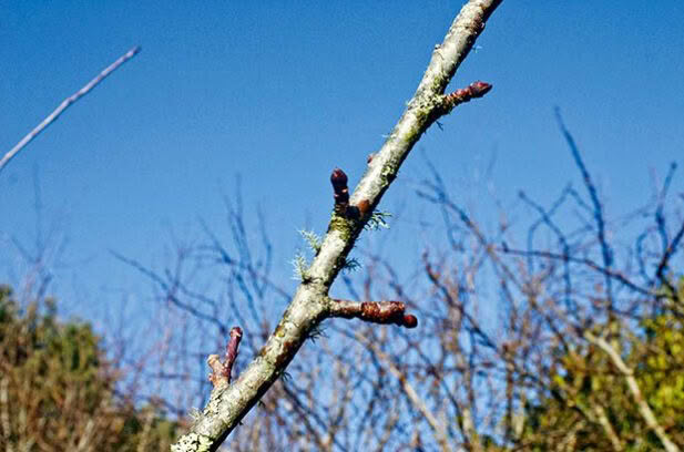 4 steps to pruning an apple tree