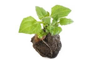 The benefits of yacons and how to grow them in your backyard