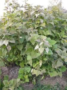 The benefits of yacons and how to grow them in your backyard