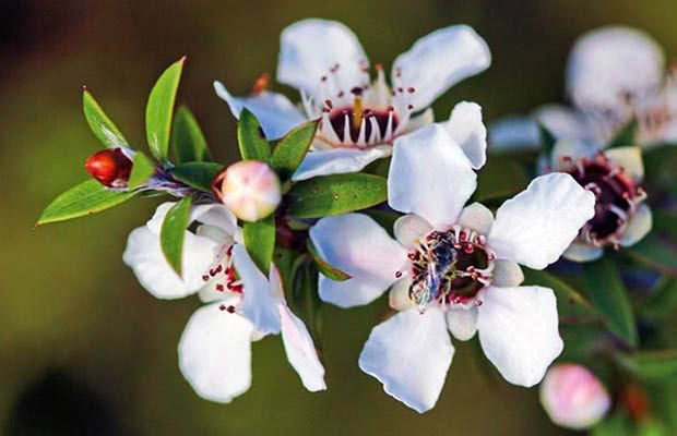 What to consider when planting manuka
