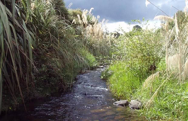 4 good things that happen with riparian plantings
