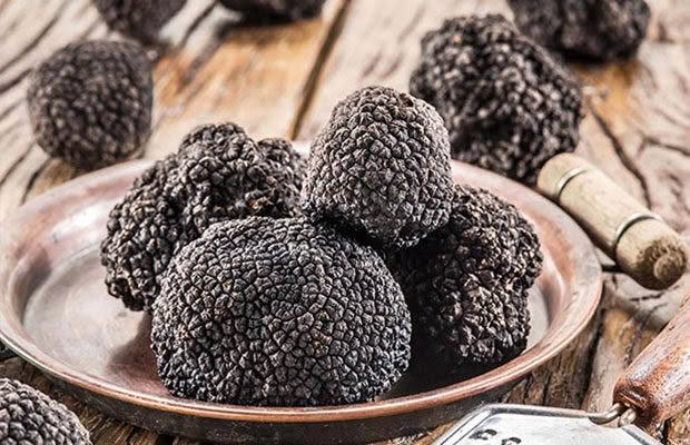 Sheryn Dean experiments with growing truffles on her Waikato block