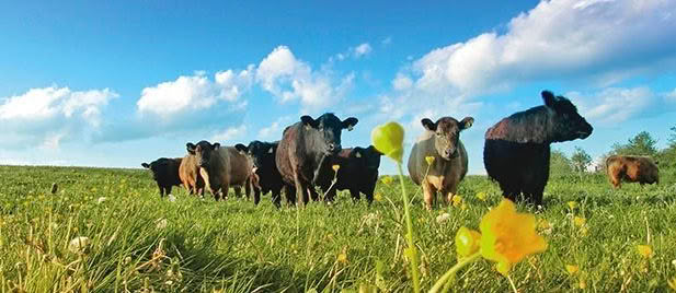 Tips for understanding your farm's pasture health