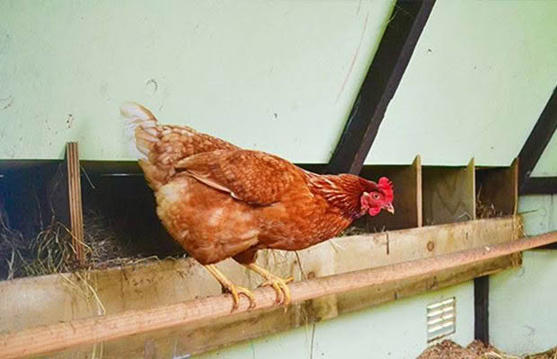 7 ways to keep your hens happy this summer