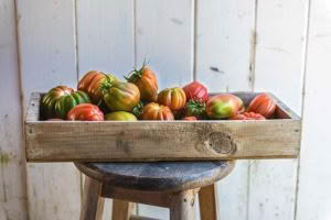 Meet the Romano family who have been growing capri tomatoes in Nelson ...