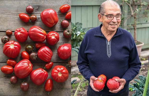 Meet the Romano family who have been growing capri tomatoes in Nelson ...