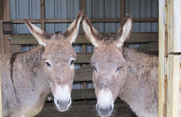 Matakana's home for unloved animals and injured birds