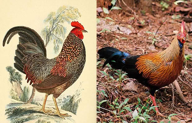 A brief history of the domestic hen