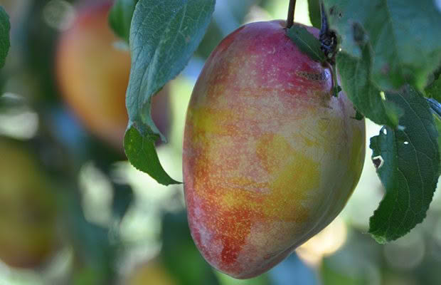 6 strategies for finding the perfect crop for your block