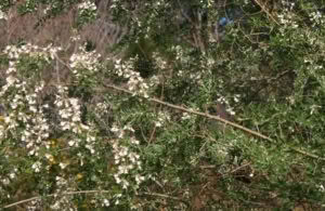 The benefits of tree lucerne: Attracting bees and distracting the birds ...