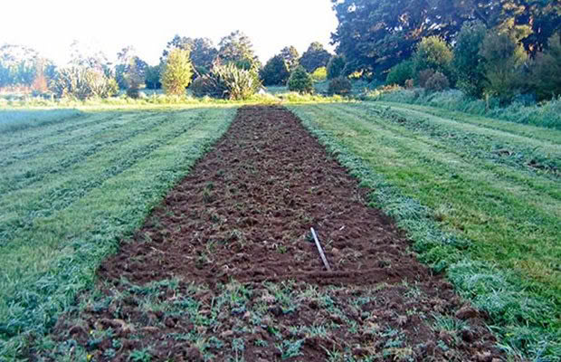 No-digging vs double-digging your garden