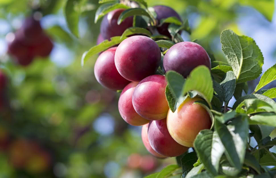 3 delicious ways to use fresh plums