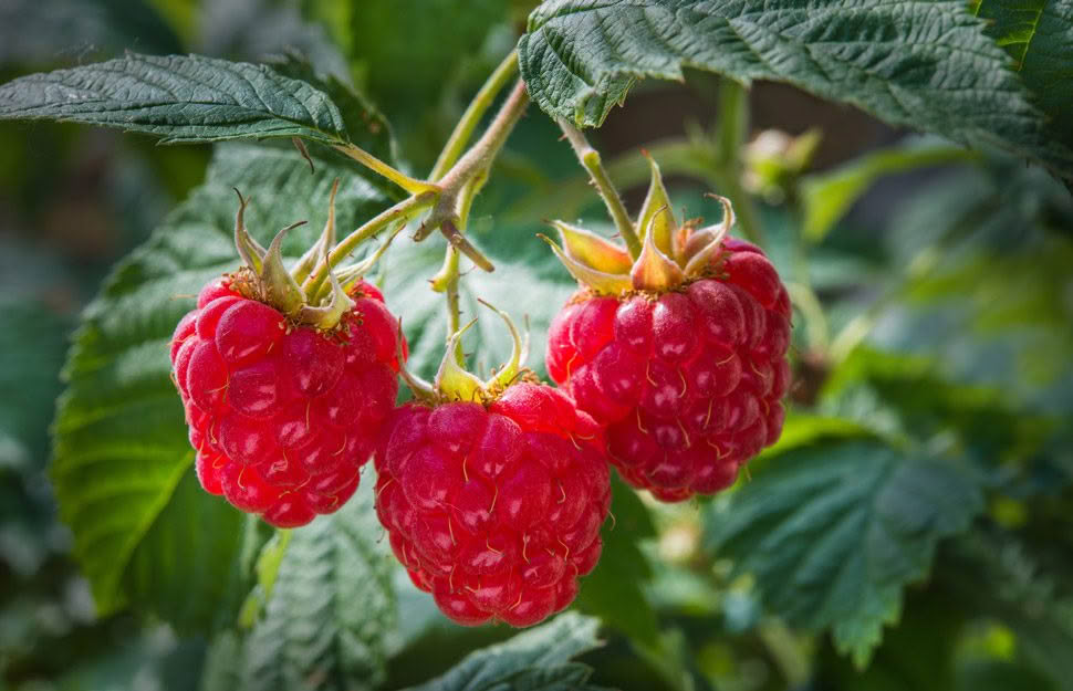 Tips for growing, pruning and picking your best-ever raspberry crop