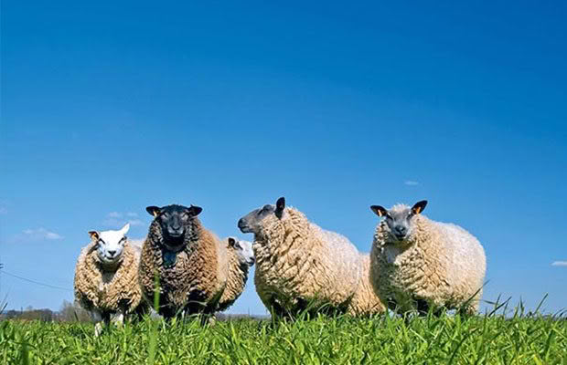 Farming through the summer: Beating facial eczema in sheep the old ...