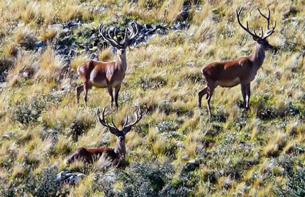 The Inch family share their experiences producing deer velvet, the all ...