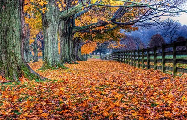 New Zealand pasture tips for autumn