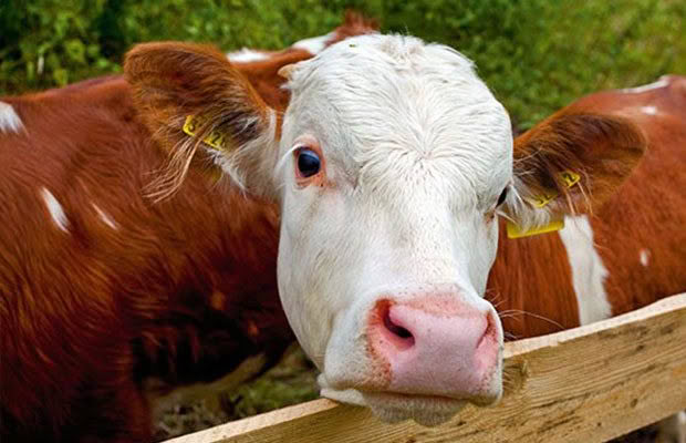 Dr Clive Dalton's cattle tips for Autumn