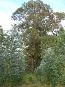 The best New Zealand trees to use for firewood by region