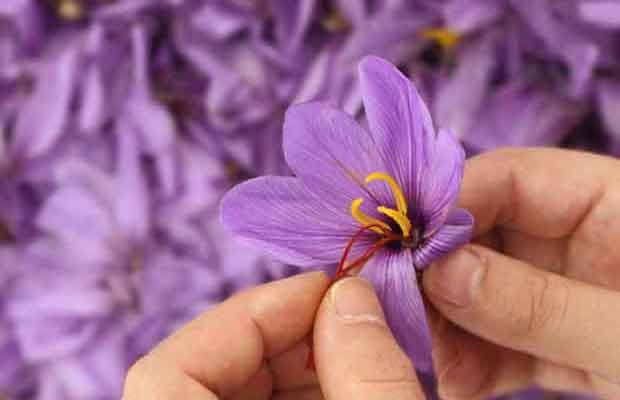 Behind the scenes on the saffron harvest at Wynyard Estate in Central ...