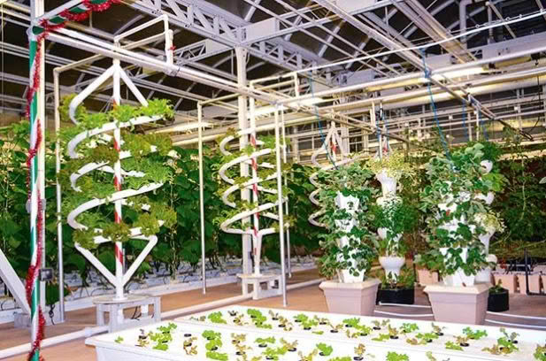 A beginner's guide to growing with hydroponics
