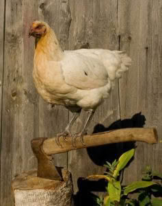 How to humanely kill a chicken
