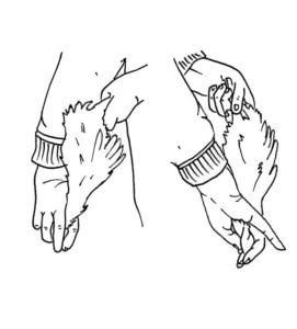 How to humanely kill a chicken