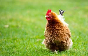 How to recognise and treat respiratory problems in chickens