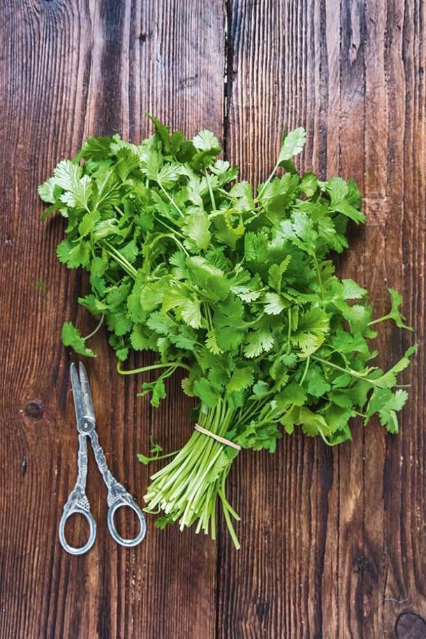 Bolt-resistant coriander varieties to grow and how to harvest coriander ...