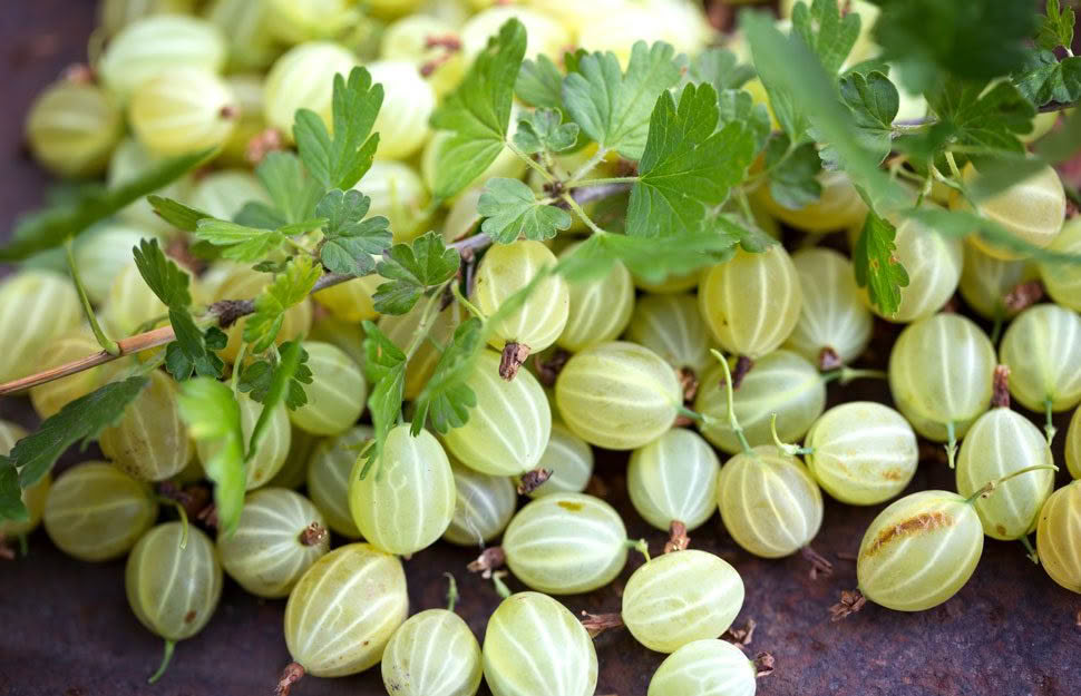 Why you should give gooseberries a second chance