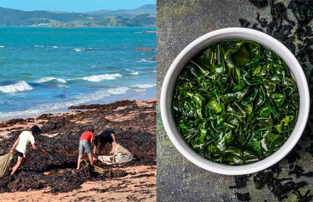 Seaweed 101: How to forage, harvest and use seaweed