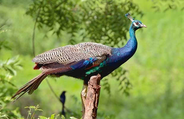 The dark side of the prettiest bird: Everything to know about raising ...