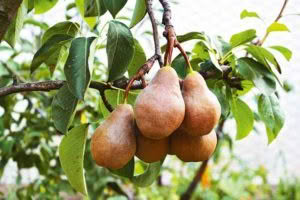 10 things you need to know about growing pears