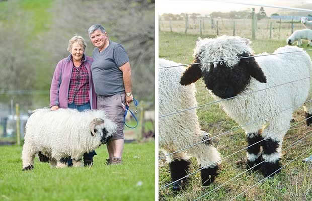 A Motueka couple's long road to importing cute, toy-like Valais ...